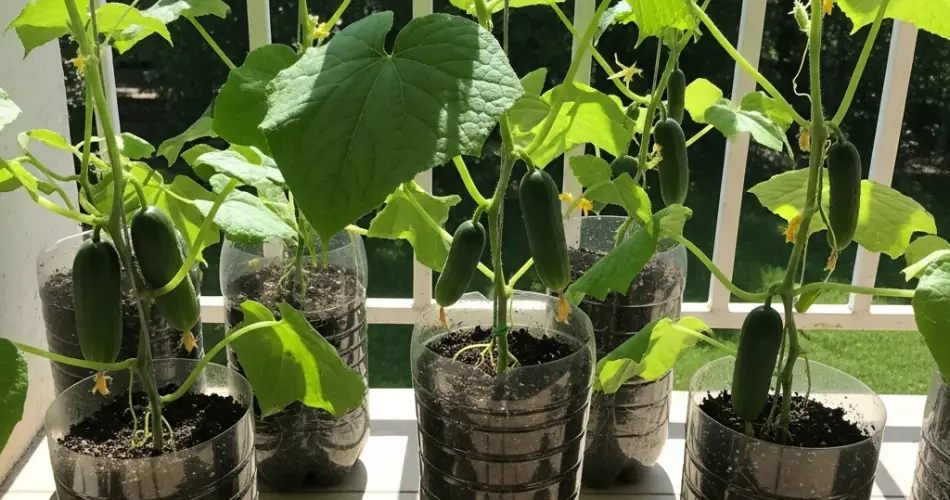 How to Grow Cucumbers in Plastic Bottle Gardens - Home Garden Tips