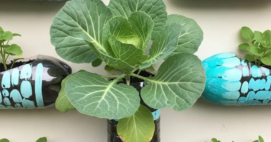 DIY Vertical Garden for Compact Cabbage Plants - Home Garden Tips