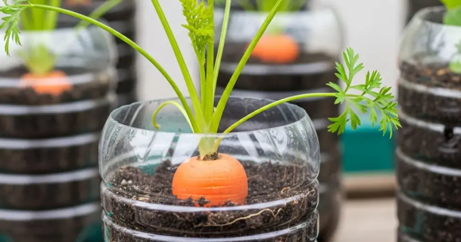 DIY Carrot Planters Using Recycled Bottles - Home Garden Tips