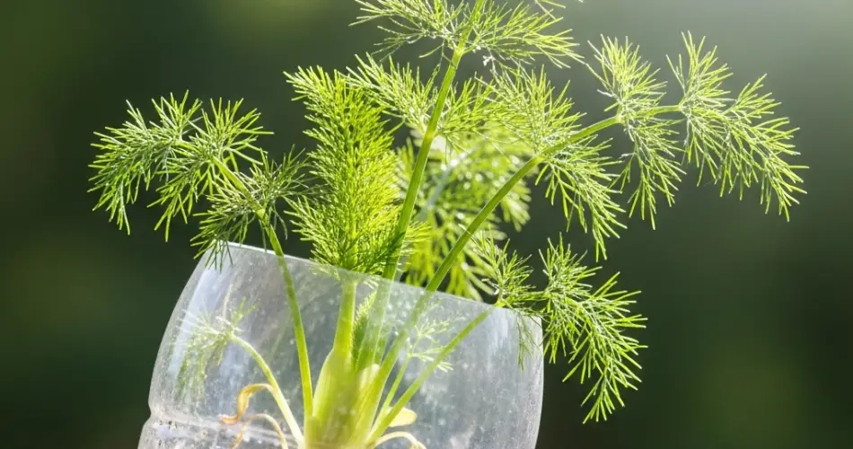 How to Grow Fennel in Plastic Bottles for Small Gardens - Home Garden Tips