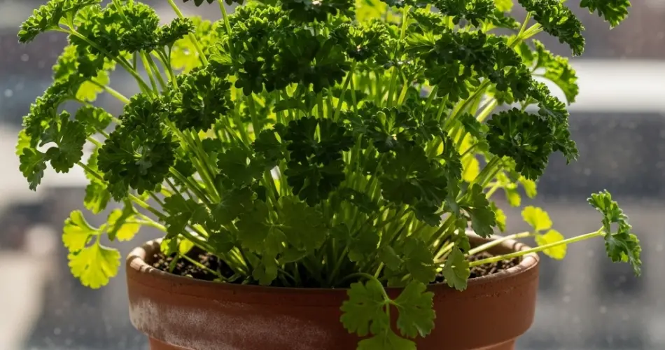 How to Care for Container-Grown Parsley - Home Garden Tips