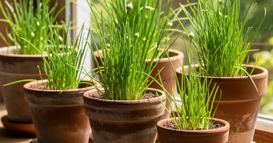 Harvesting Chives from Containers for Fresh Meals - Home Garden Tips