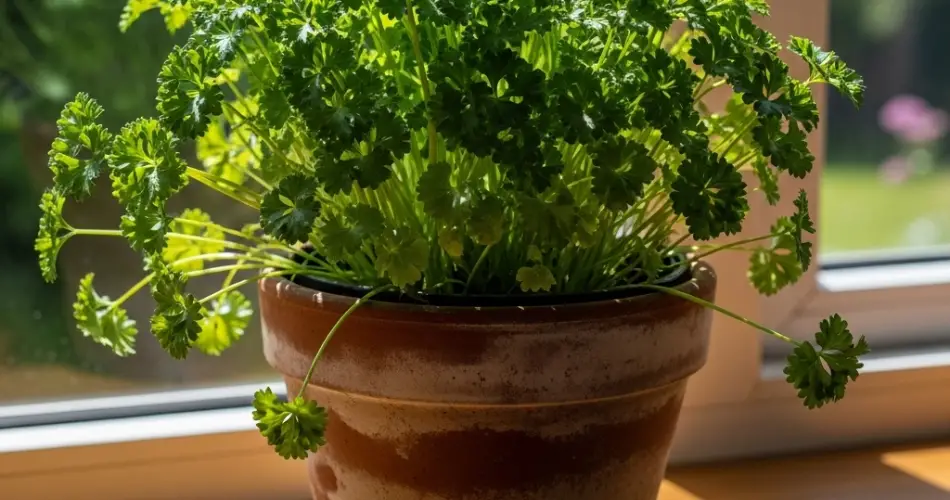 From Seed to Leaf: Parsley Container Gardening Made Easy - Home Garden Tips