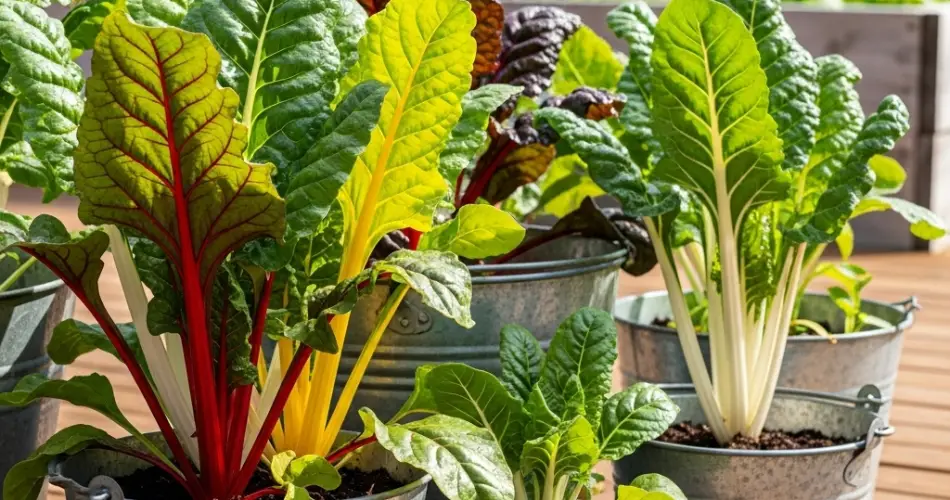Fresh and Nutritious Swiss Chard from Buckets - Home Garden Tips